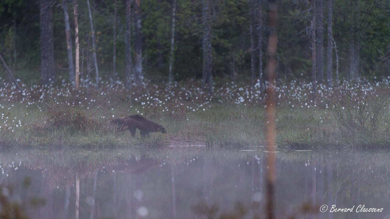 _DSC9854 – Bernard Claessens Photographies