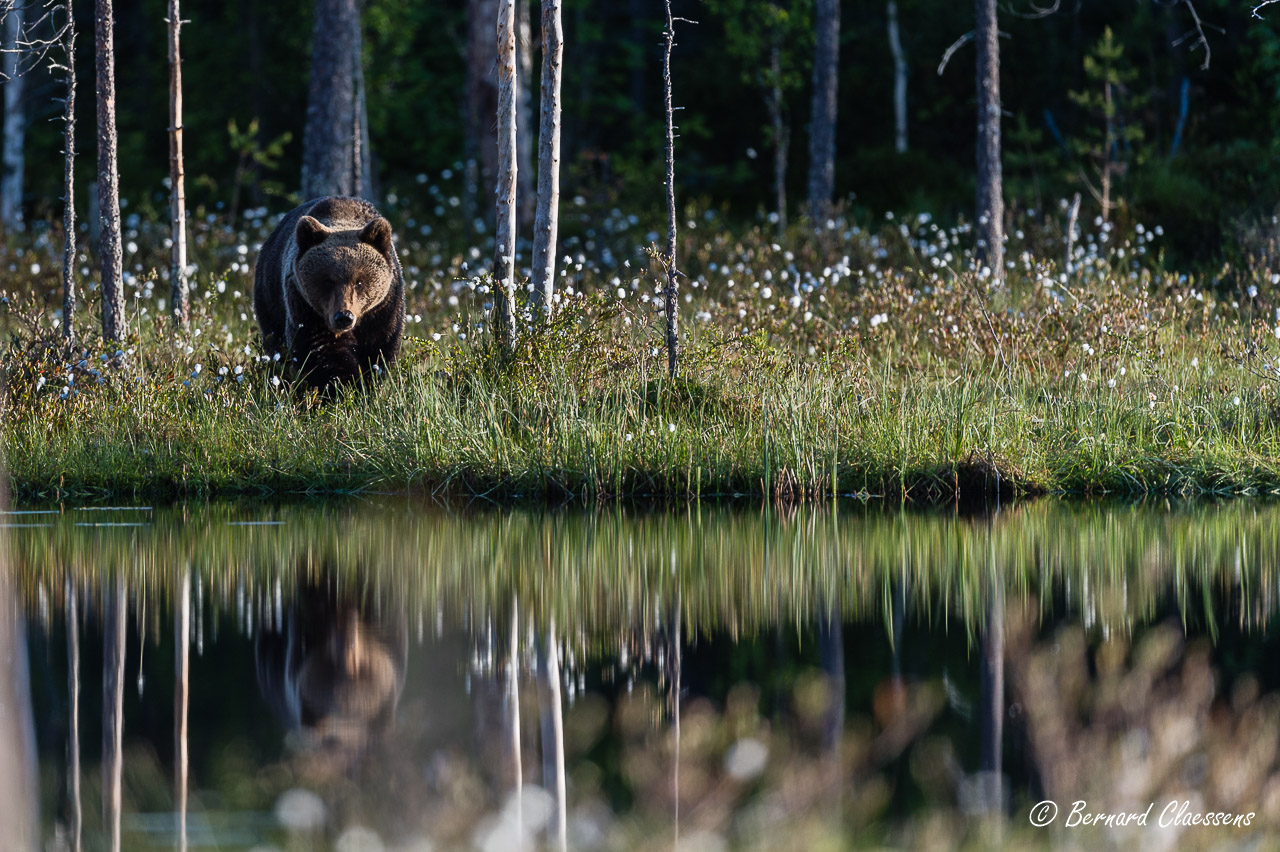 _DSC9902 – Bernard Claessens Photographies