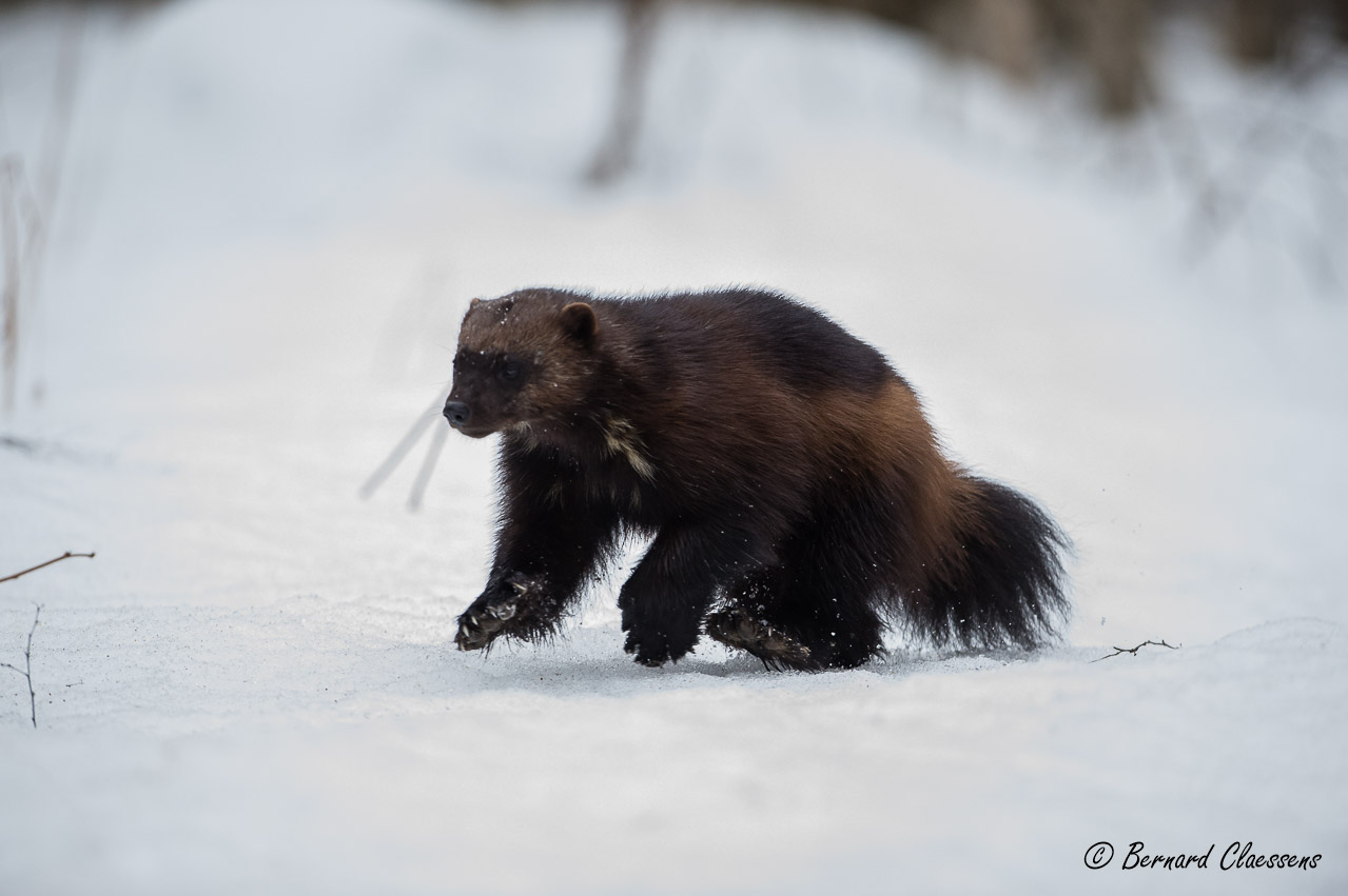 _DSC0469 – Bernard Claessens Photographies