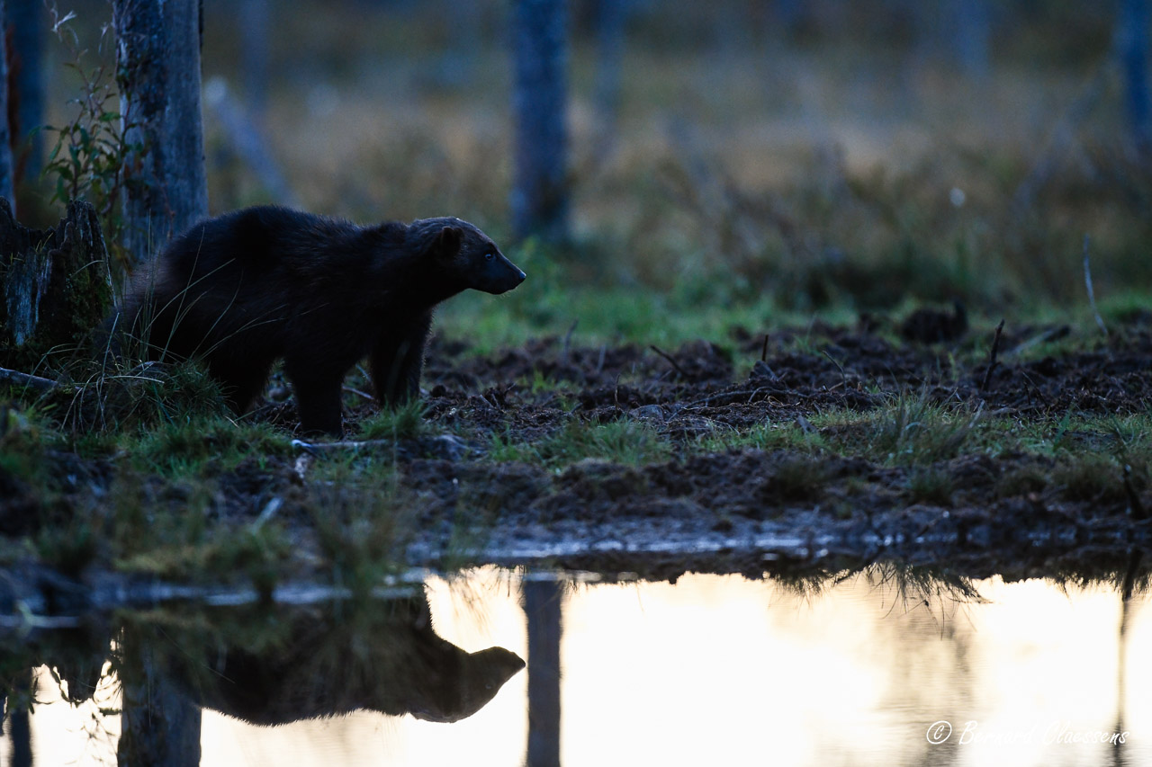 _DSC0523 – Bernard Claessens Photographies